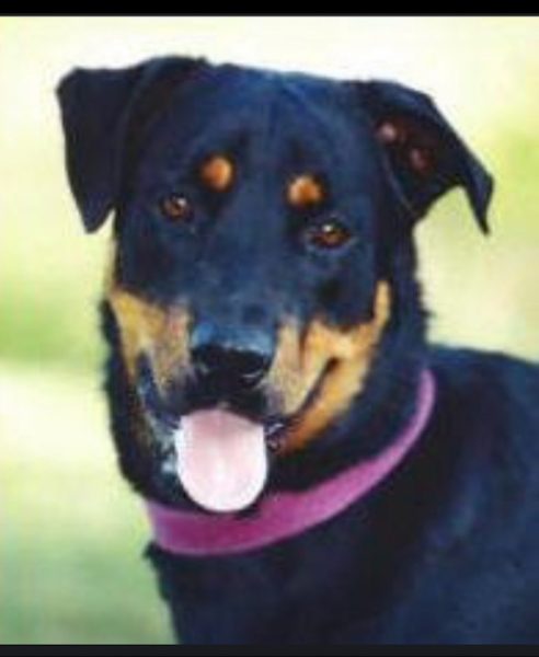 Angel Pets – Angie Morin, Animal Communicator